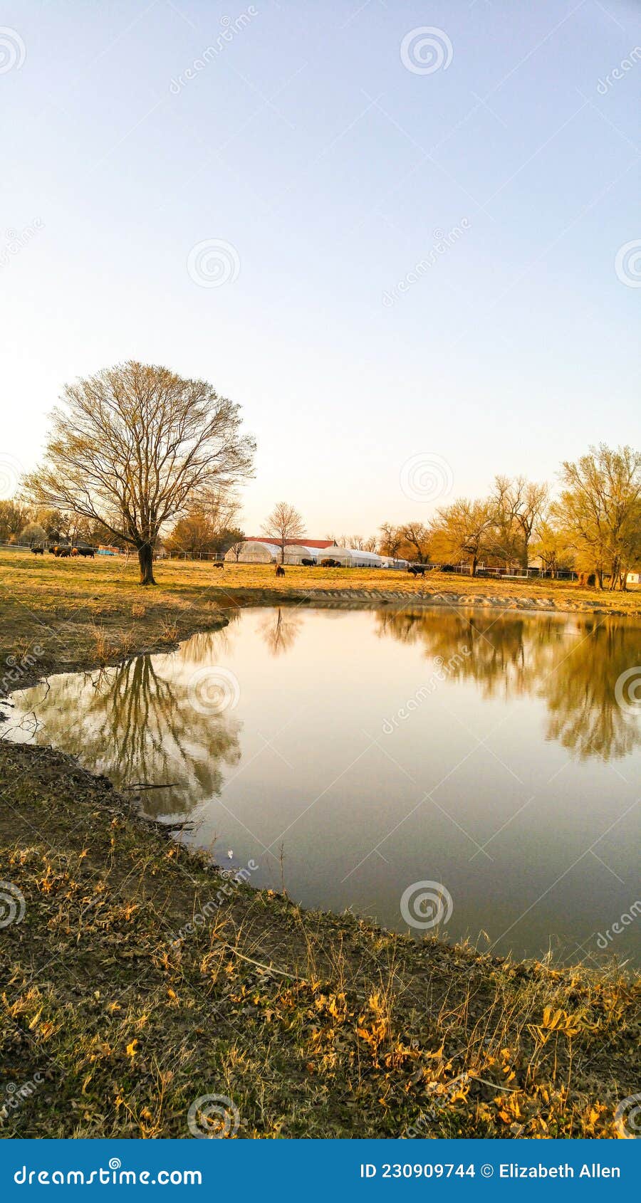 Ranch Pond in the Fall Season Stock Photo - Image of ranch, nature ...