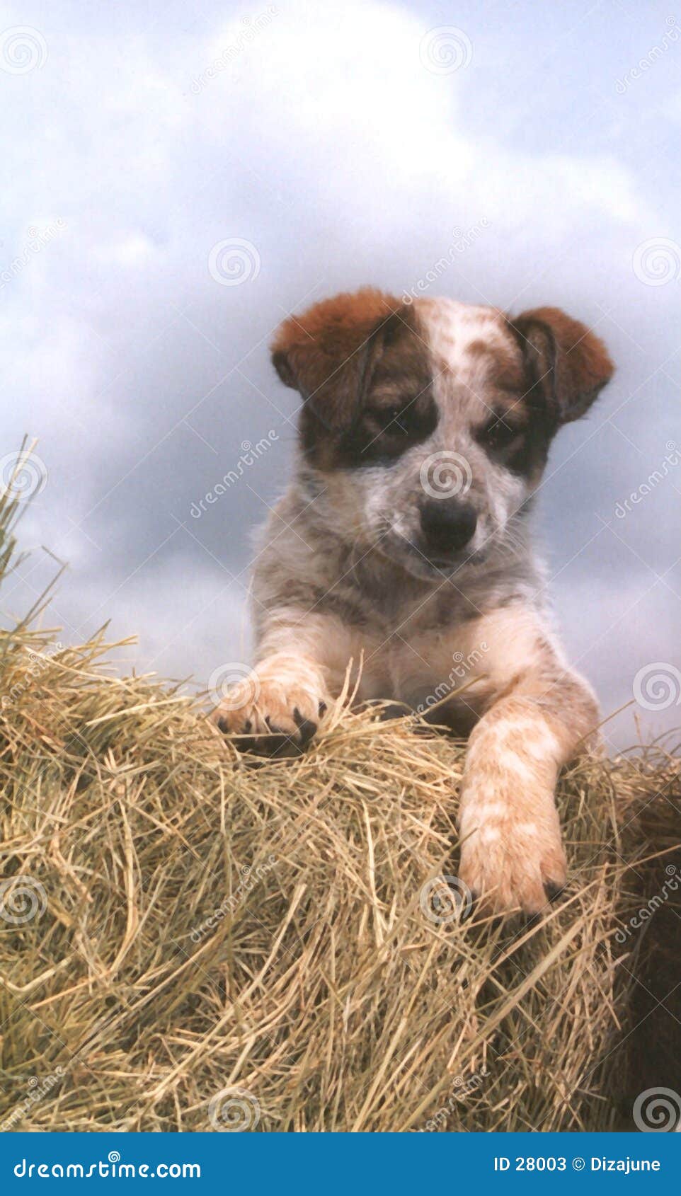 Ranch Puppy stock image. Image of australian, heeler, cute - 28003
