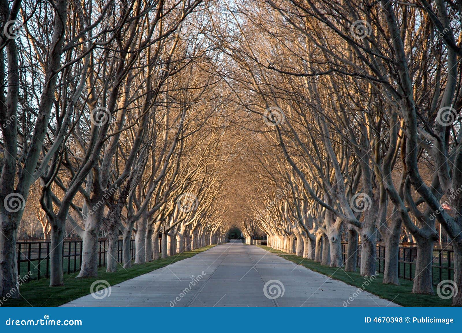 Ranch Road stock photo. Image of homecoming, ranch, tree - 4670398
