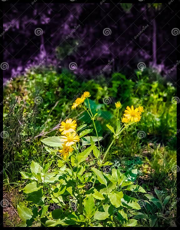 Ranch Wildflowers stock image. Image of sunlight, garden - 187040187