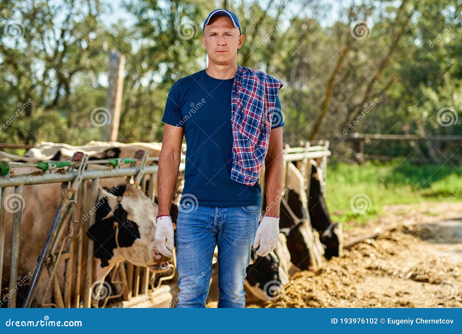 Ranchero Macho En Vacas De Granja. Foto de archivo - Imagen de vaca ...