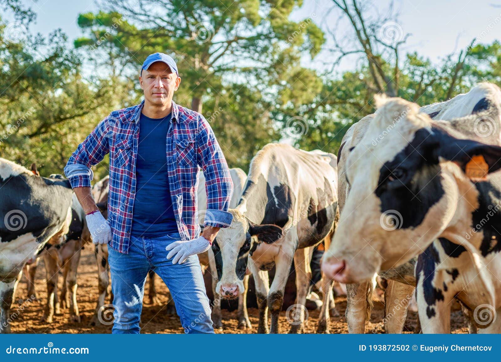 Ranchero Masculino En Una Granja. Foto de archivo - Imagen de carne ...