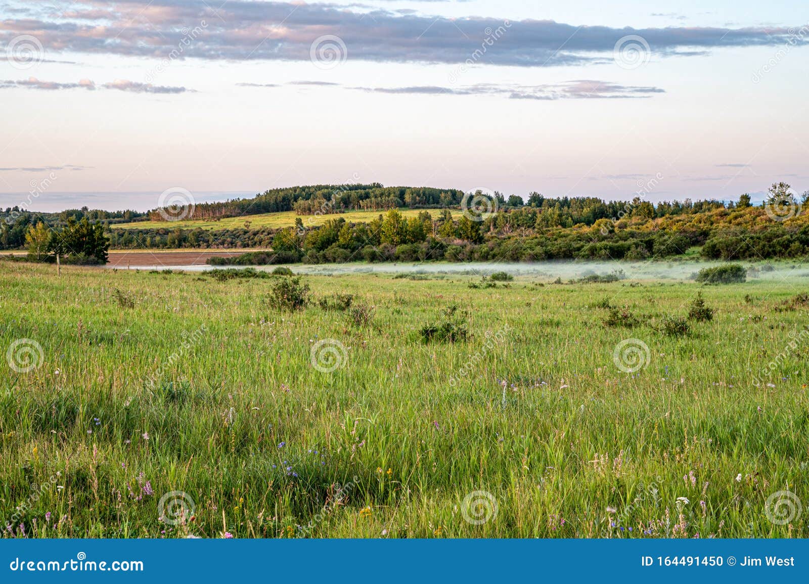 Ranching Scene from Southern Alberta Stock Photo - Image of trees ...