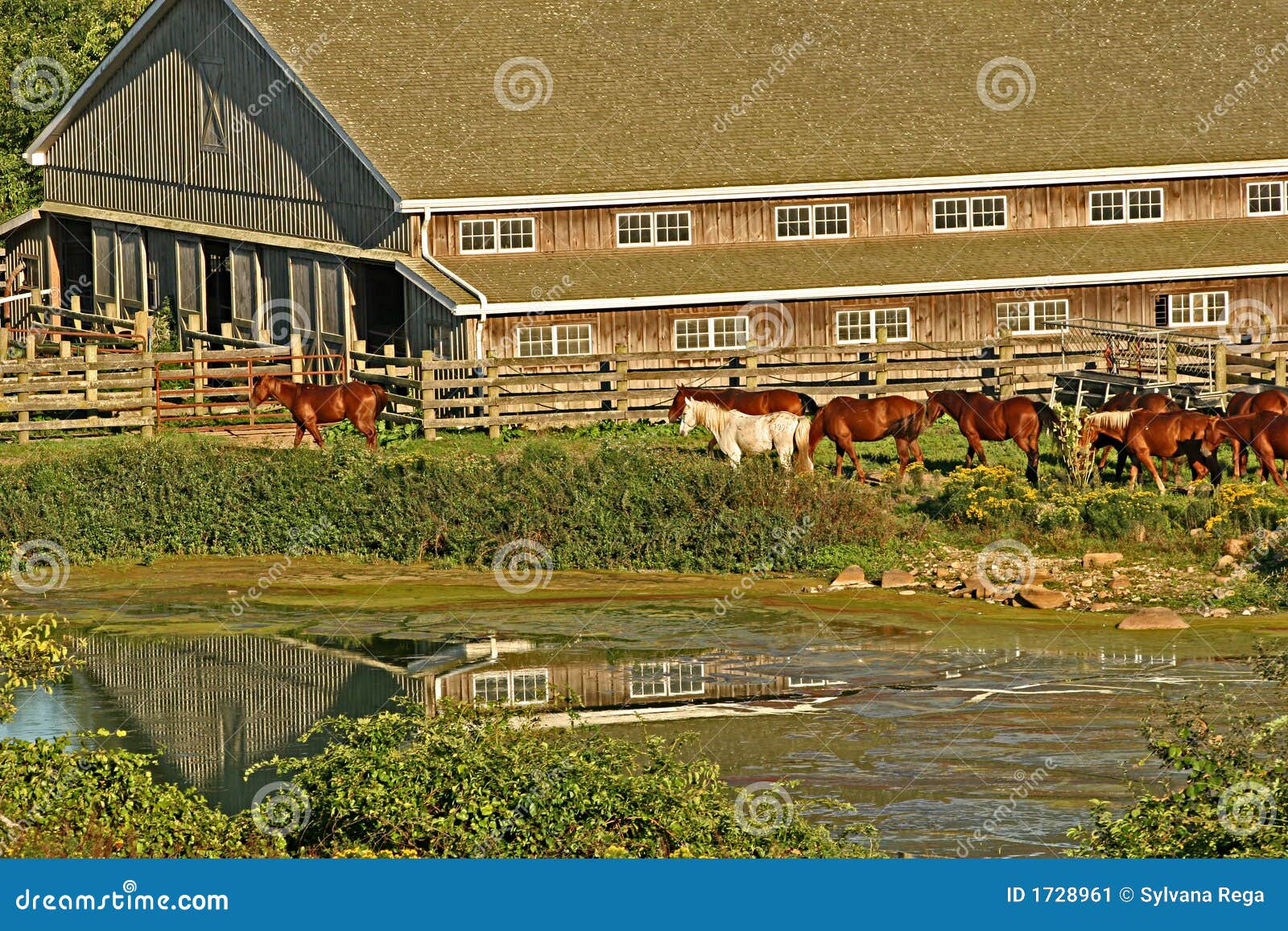 Rancho del caballo imagen de archivo. Imagen de escena - 1728961
