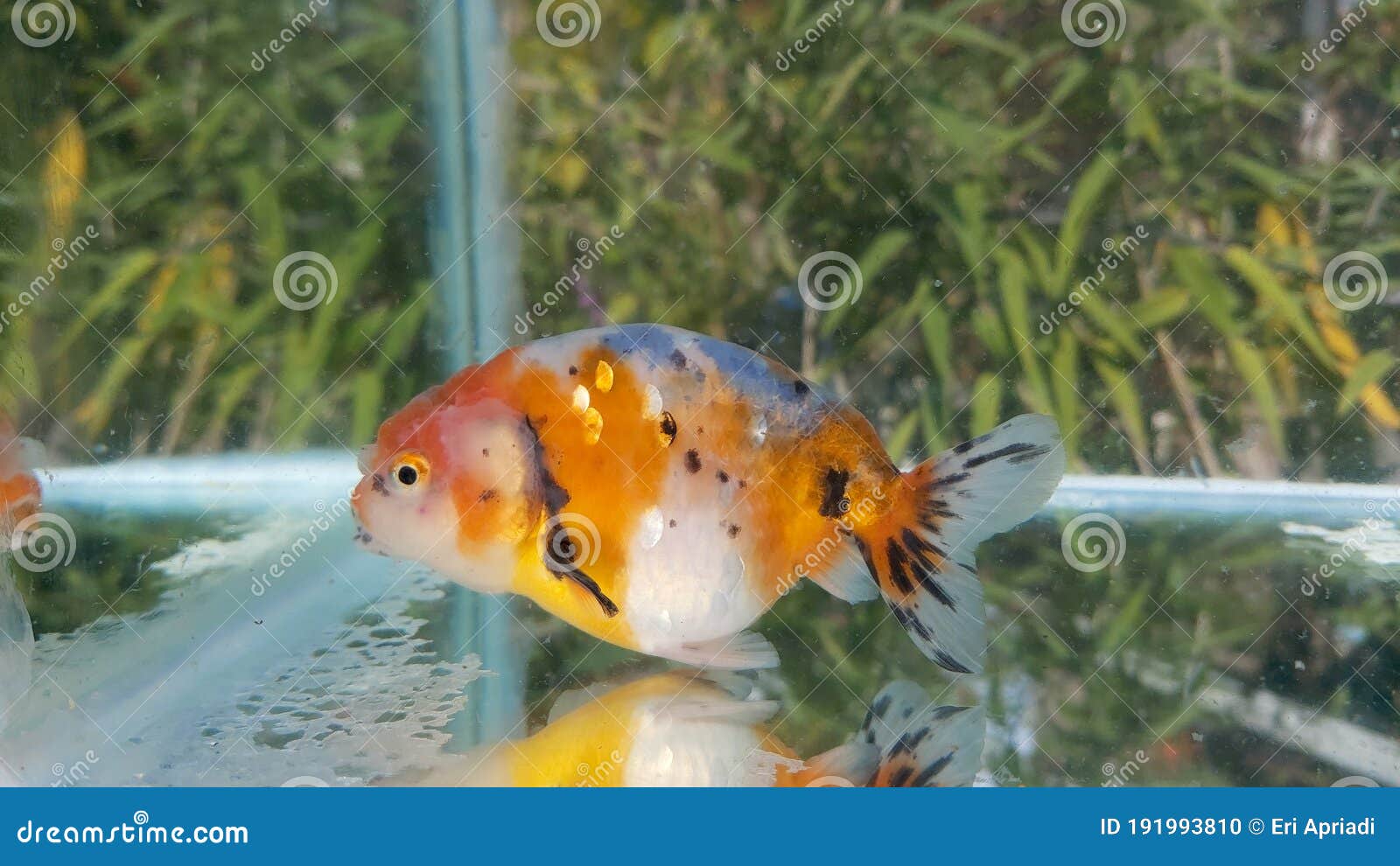 Ranchu goldfish mature stock photo. Image of mature - 191993810