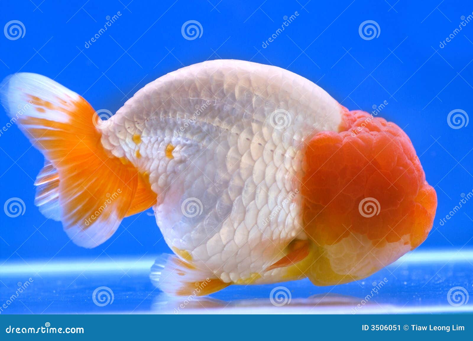 Lionhead Ranchu Goldfish