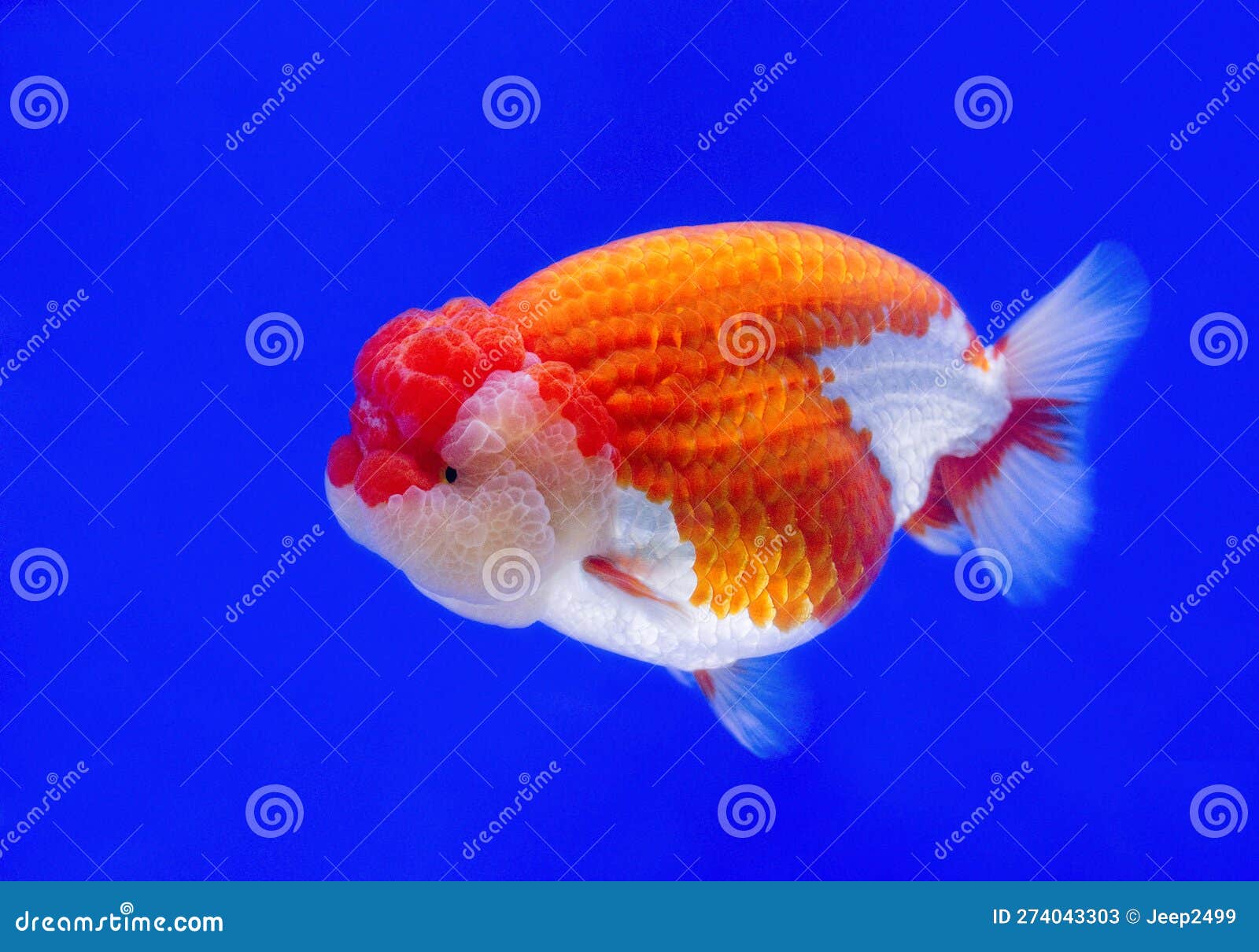 Ranchu Or Lion Head Goldfish Stock Photography | CartoonDealer.com ...