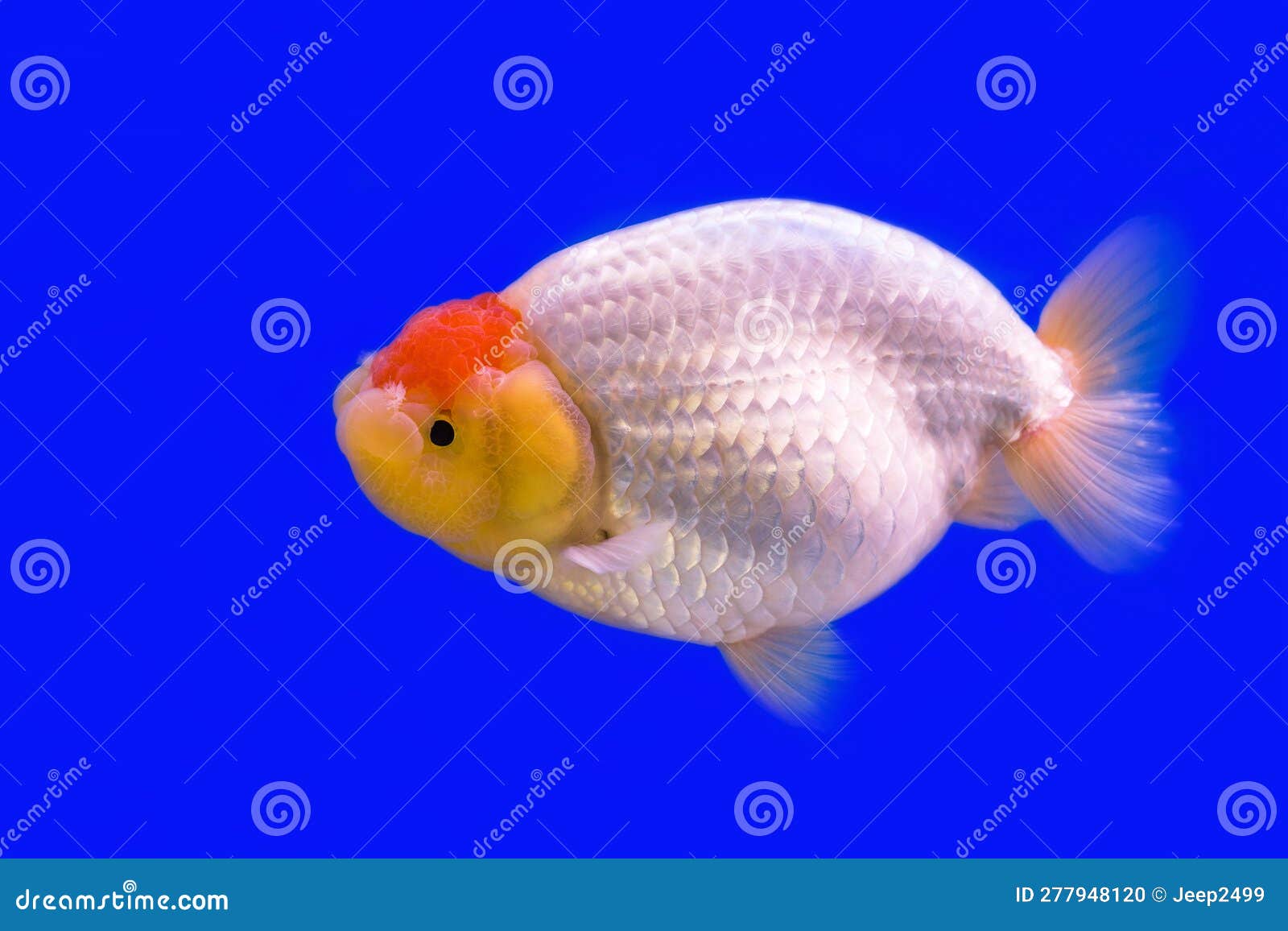 Ranchu or Lion Head Goldfish. Stock Photo - Image of white, aquatic ...