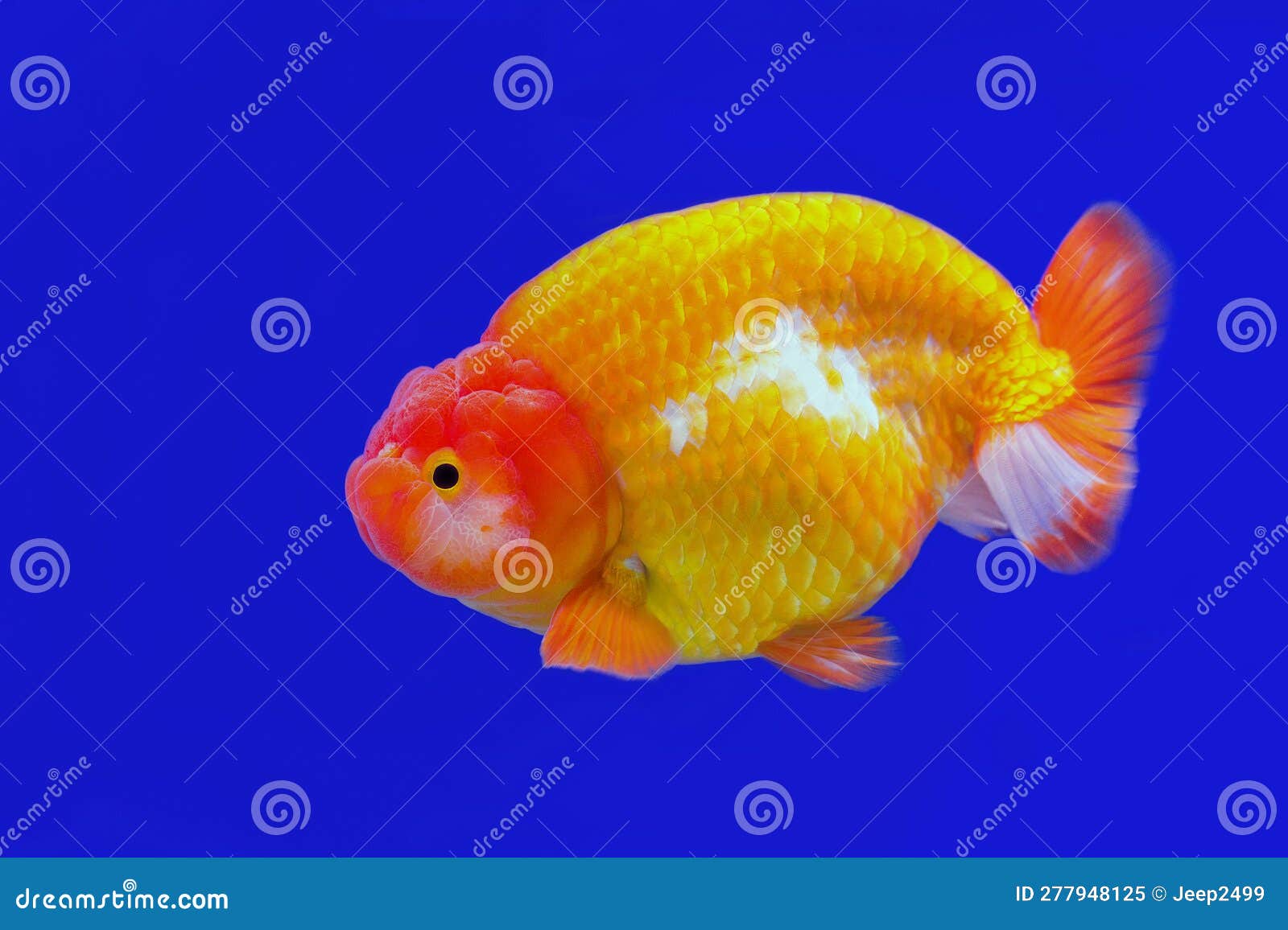 Ranchu or Lion Head Goldfish. Stock Image - Image of ranchu, pets ...