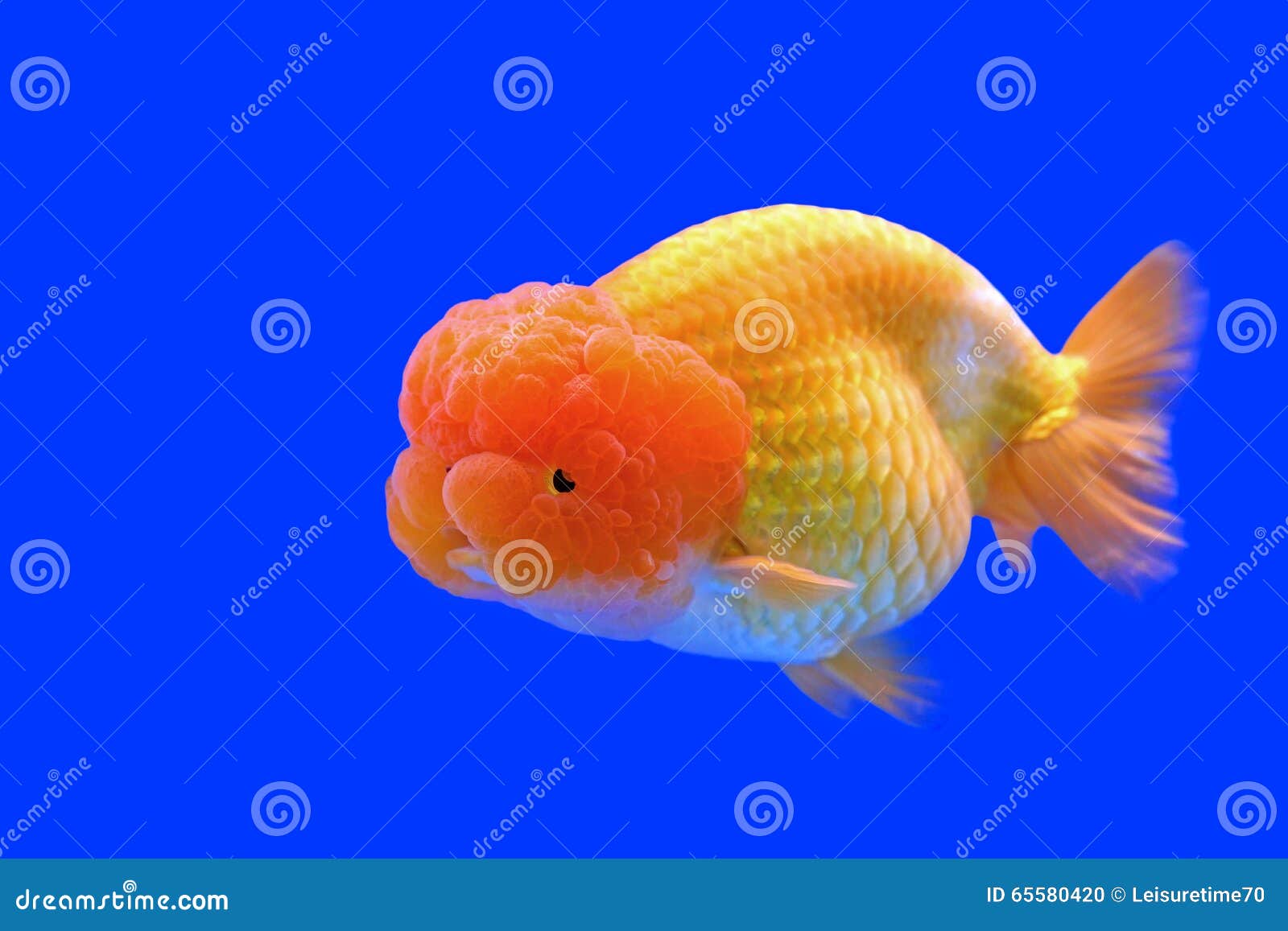 Ranchu Ou Poisson Rouge Principal De Lion Photo stock - Image du durée ...