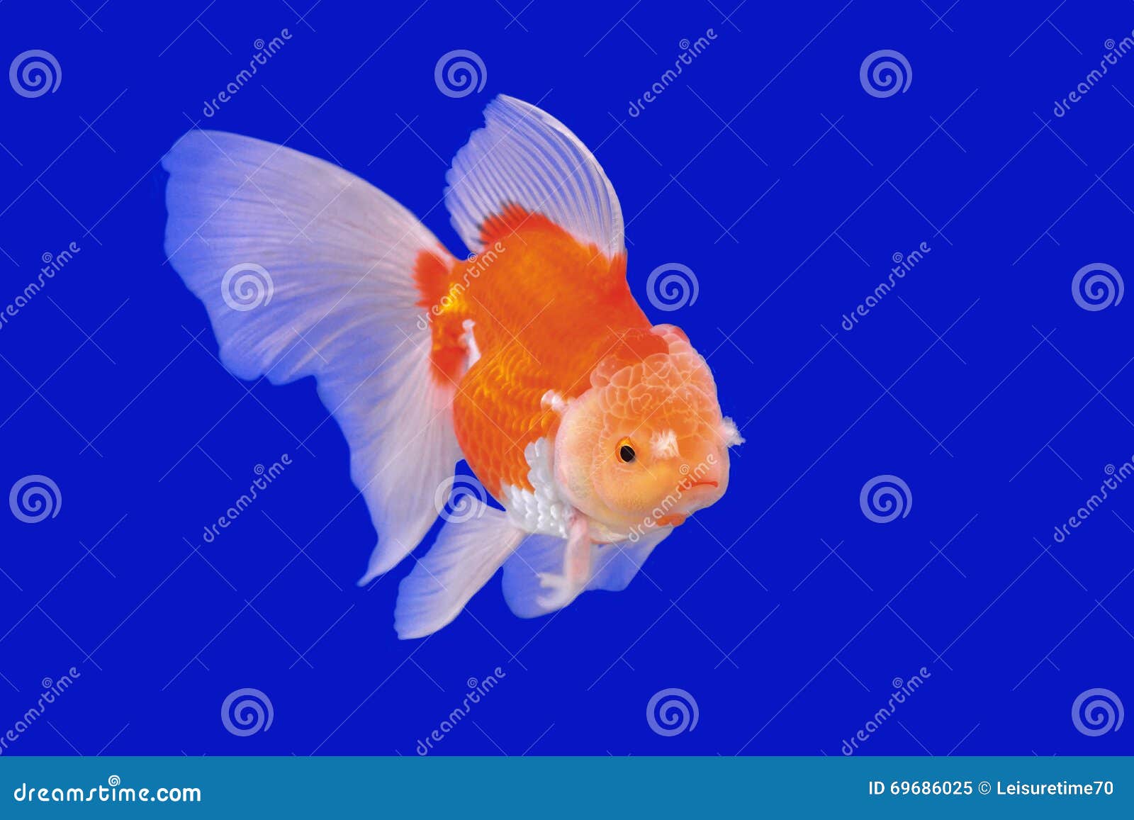 Ranchu Ou Poisson Rouge Principal De Lion Image stock - Image of ...