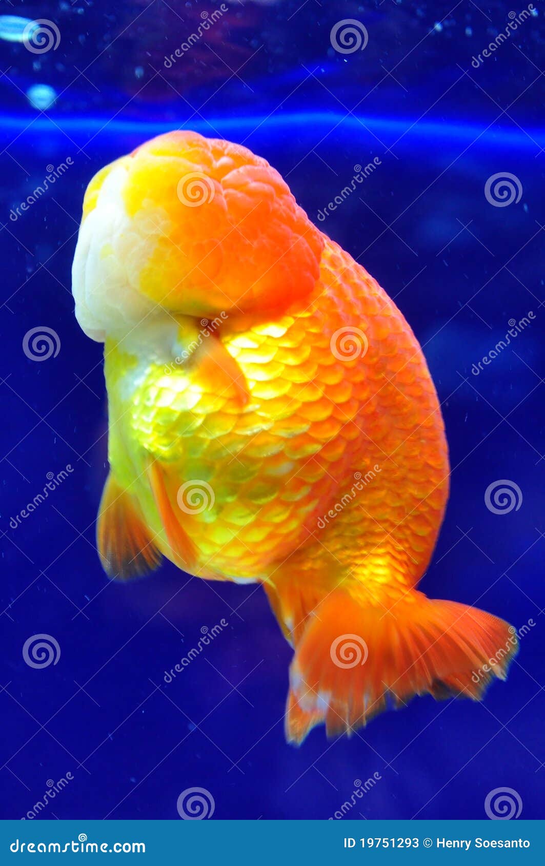 Ranchu Yellow Goldfish stock image. Image of goldfish - 19751293