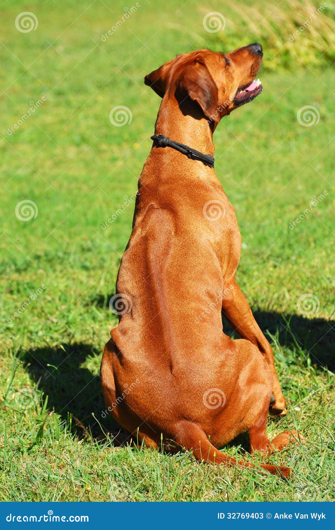 Rand Op Rug Van Rhodesian Ridgeback Stock Afbeelding - Image of kijkt ...