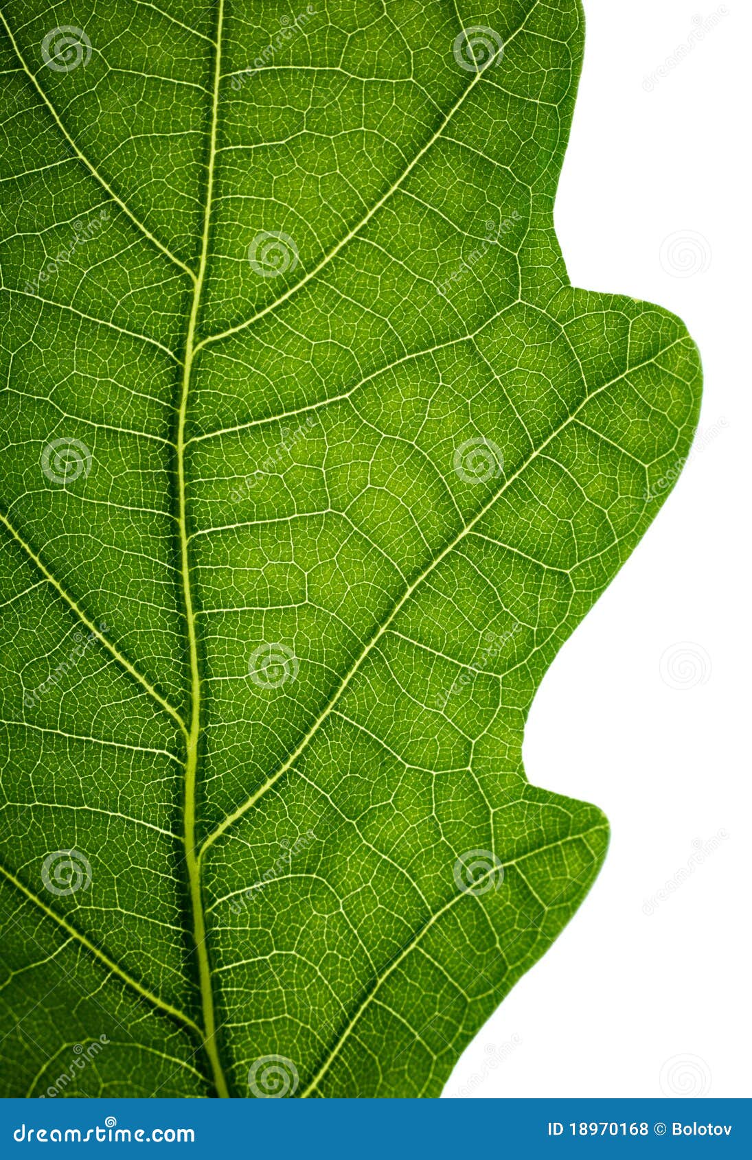 Rand van een eiken blad stock foto. Image of blad, cellen - 18970168
