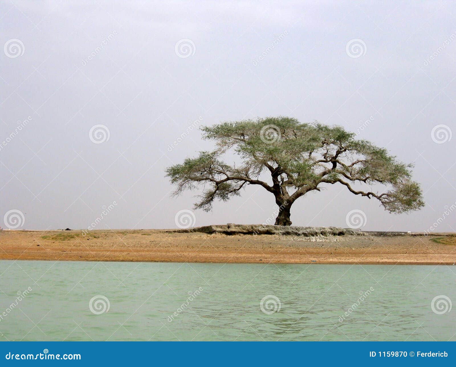 The Randi s tree stock photo. Image of scene, arbre, particulier - 1159870