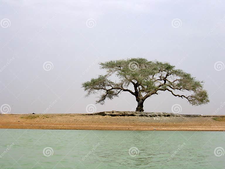 The Randi s tree stock photo. Image of scene, arbre, particulier - 1159870
