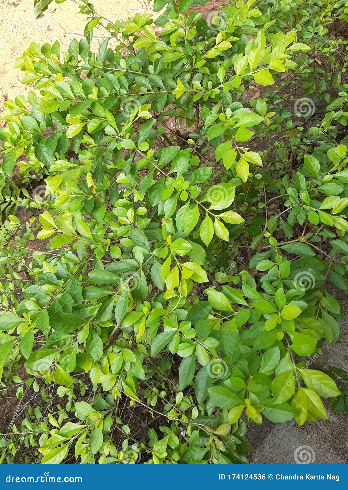 Randia aculeata pant stock photo. Image of randia, callistephus - 174124536