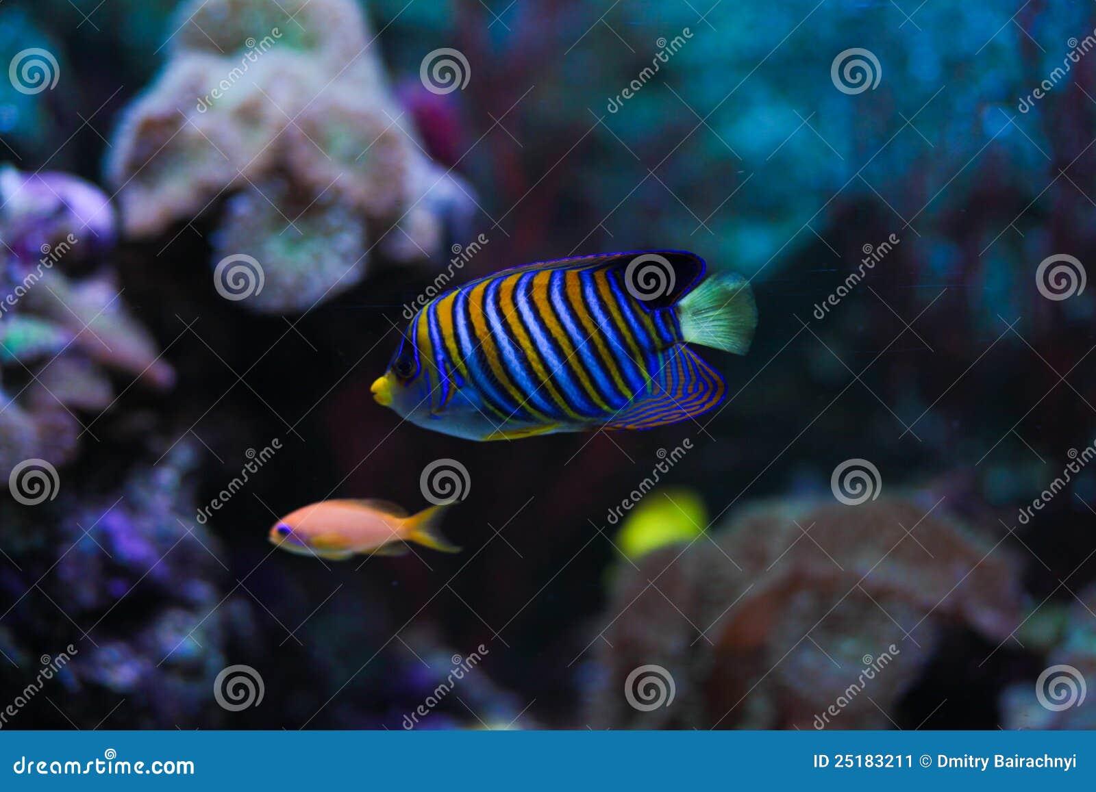 Randig fisk fotografering för bildbyråer. Bild av litet - 25183211