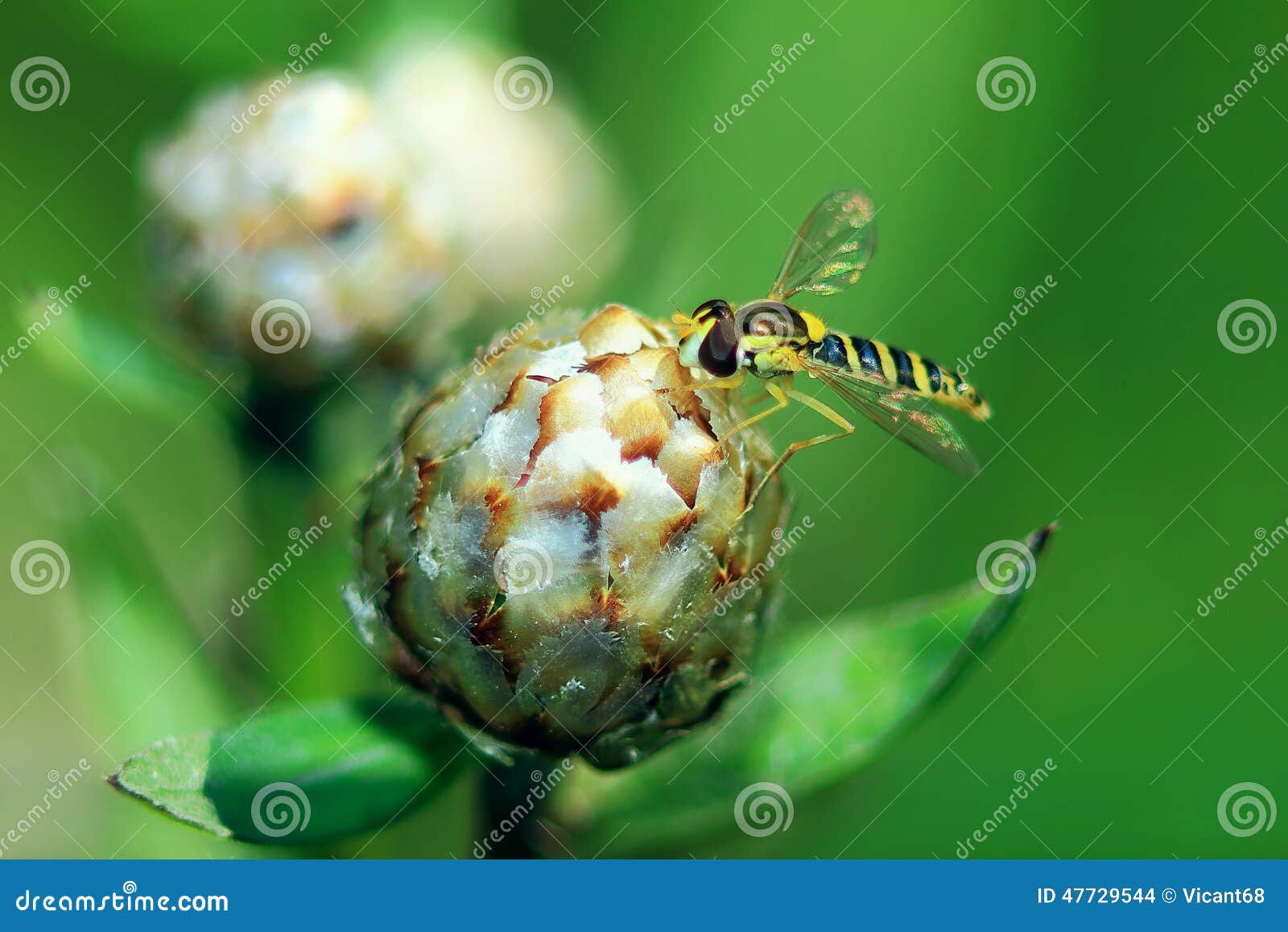 Randig fluga arkivfoto. Bild av skalor, stänga, kryp - 47729544