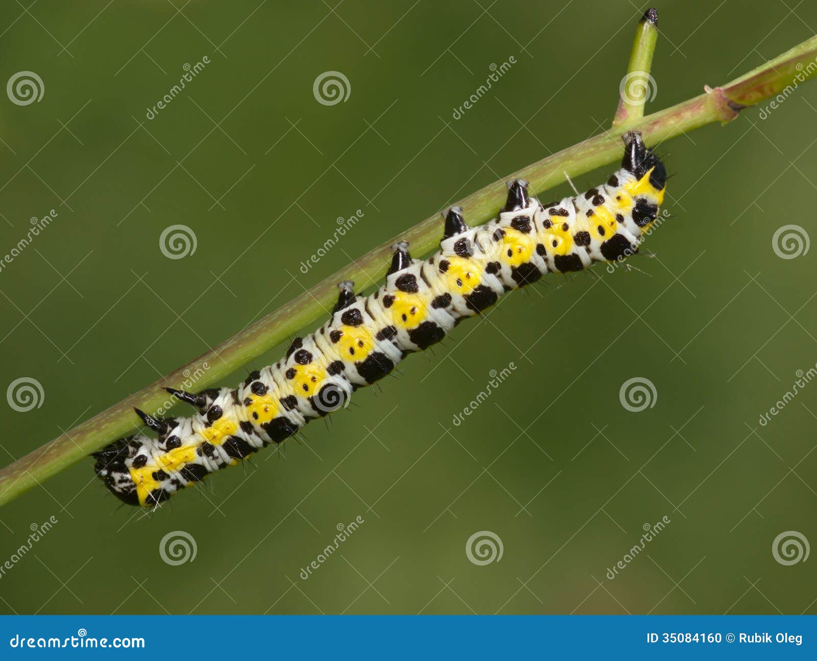 Randig svart-guling larv arkivfoto. Bild av huvud, gräs - 35084160