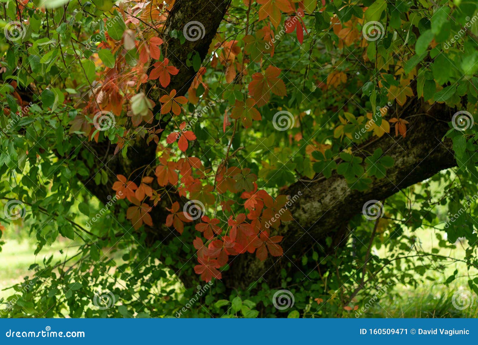 Apple tree changing colors stock image. Image of autumn - 160509471