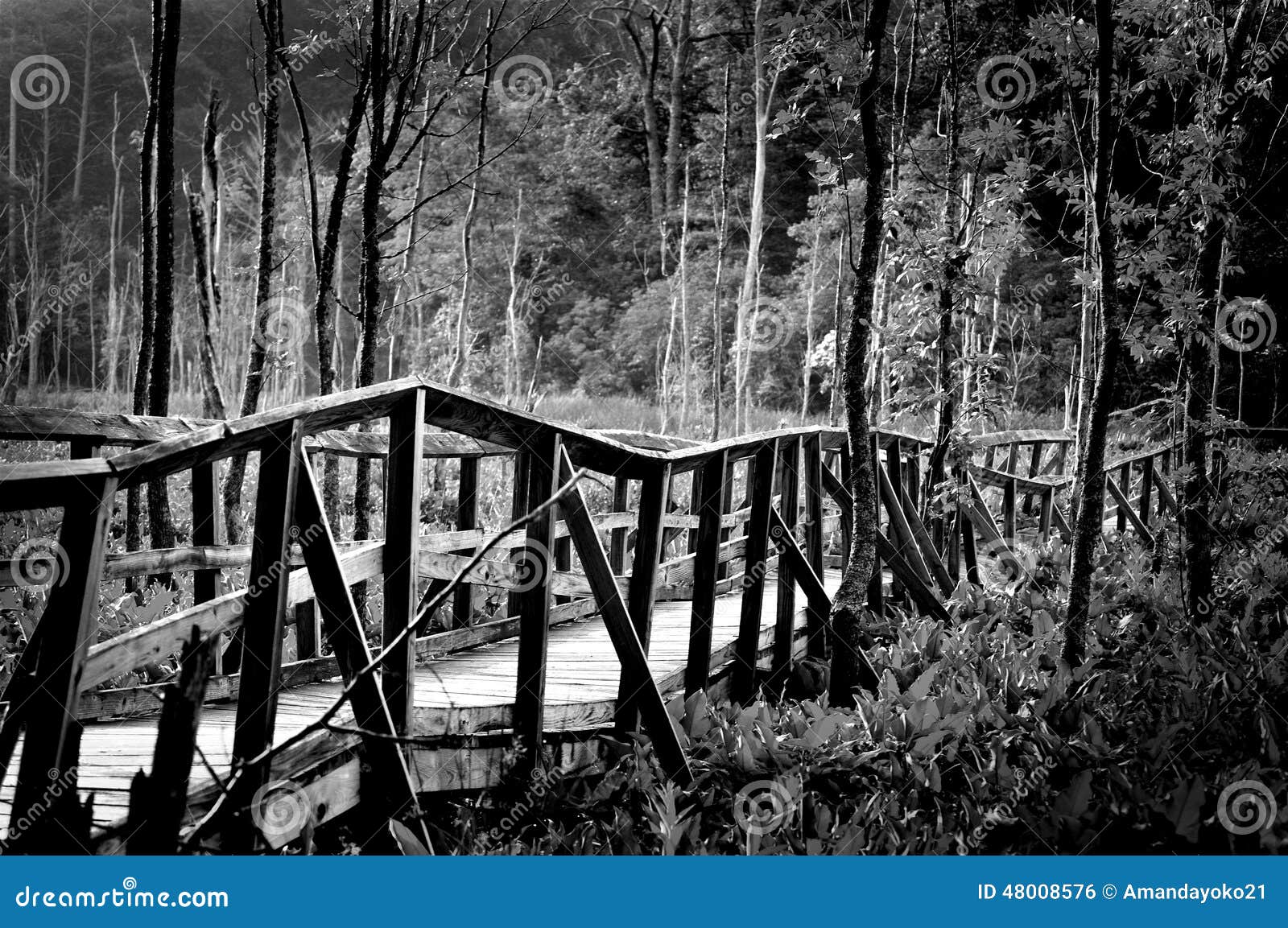 Random bridge in forest stock photo. Image of forest - 48008576