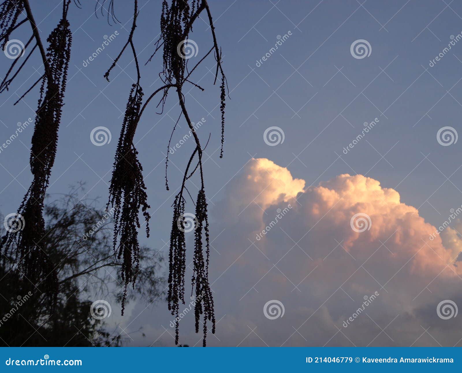 Random Capture of a Tree at Cloudy Sky Stock Image - Image of nature ...