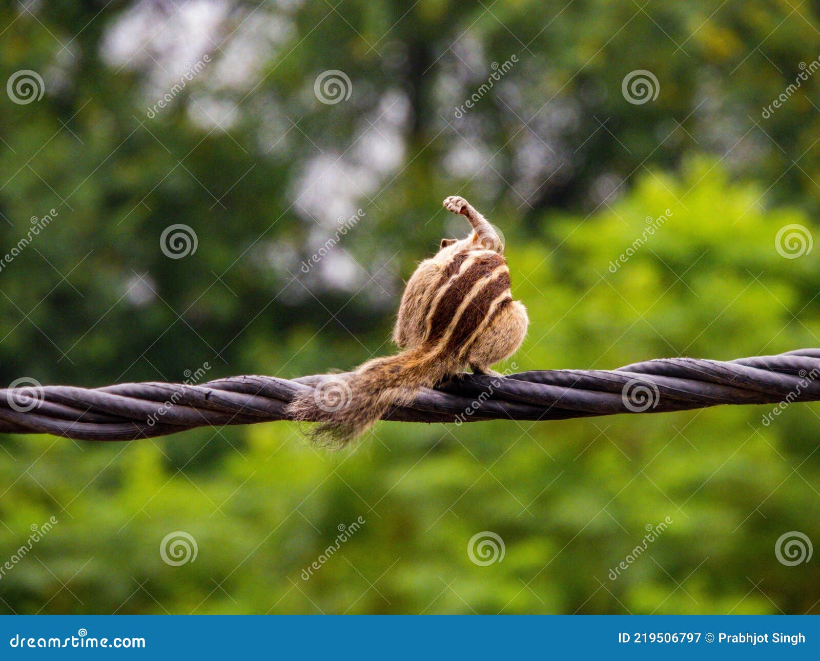 Random Picture of Cute Squirrel Stock Image - Image of squirrel, random ...