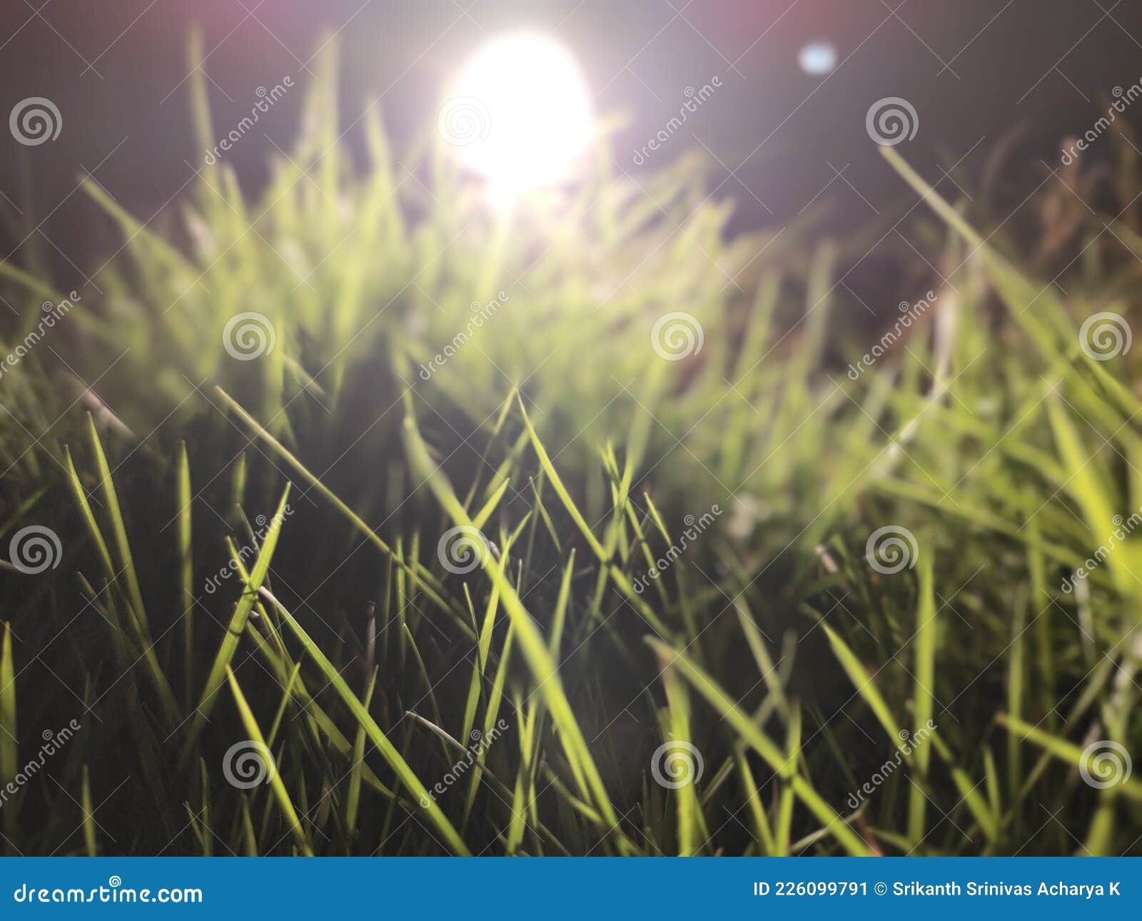 Random Clicks Green Grass stock image. Image of light - 226099791