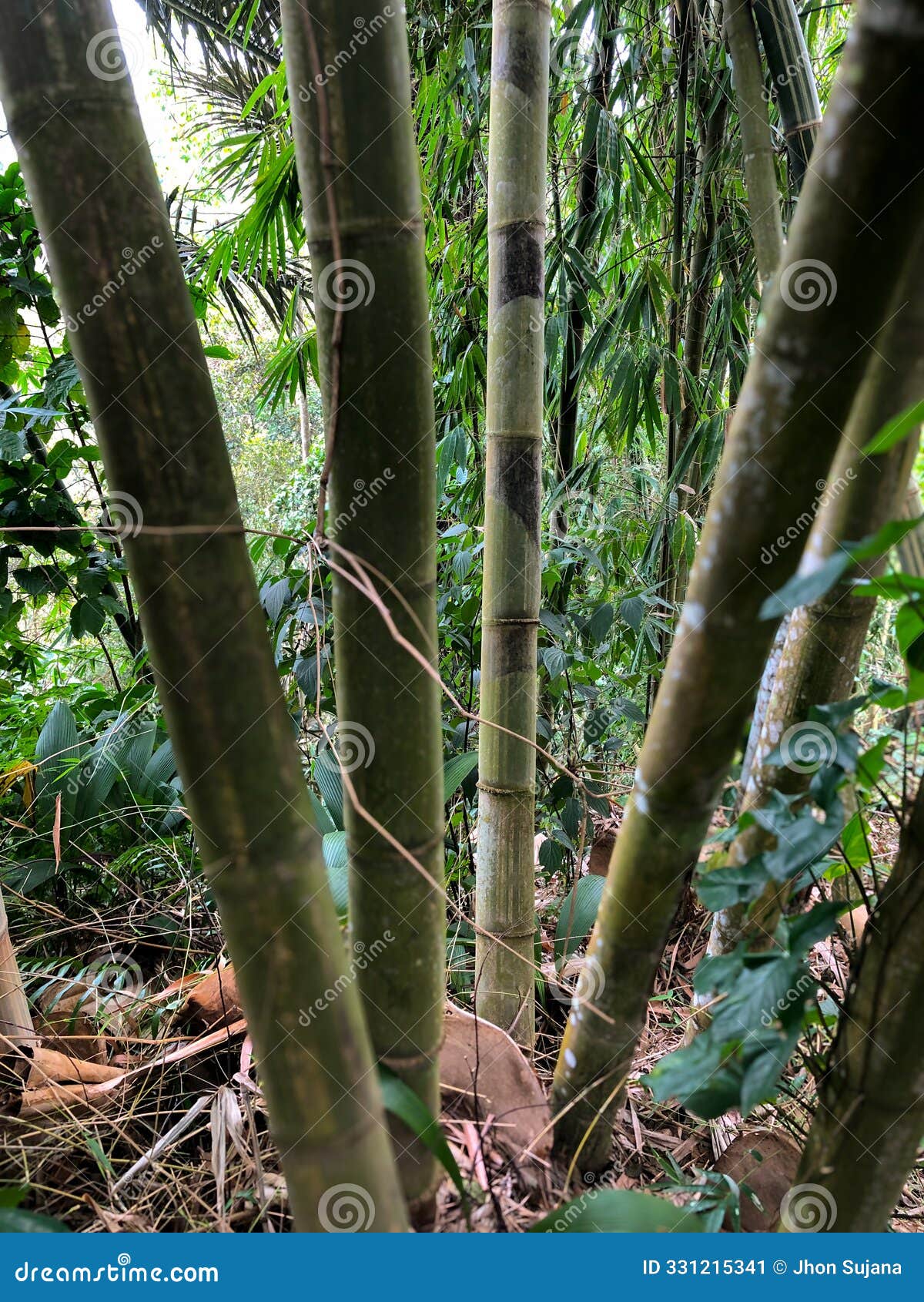 Random Collection of Bamboo Trees, Tall and Green Stock Image - Image ...