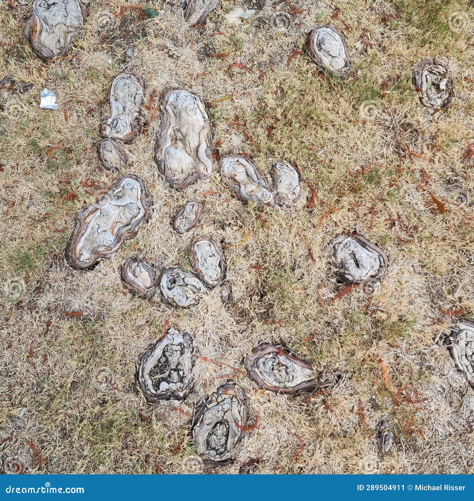 Random Colorful Ground, Tree and Root Stump Pattern and Texture Stock ...
