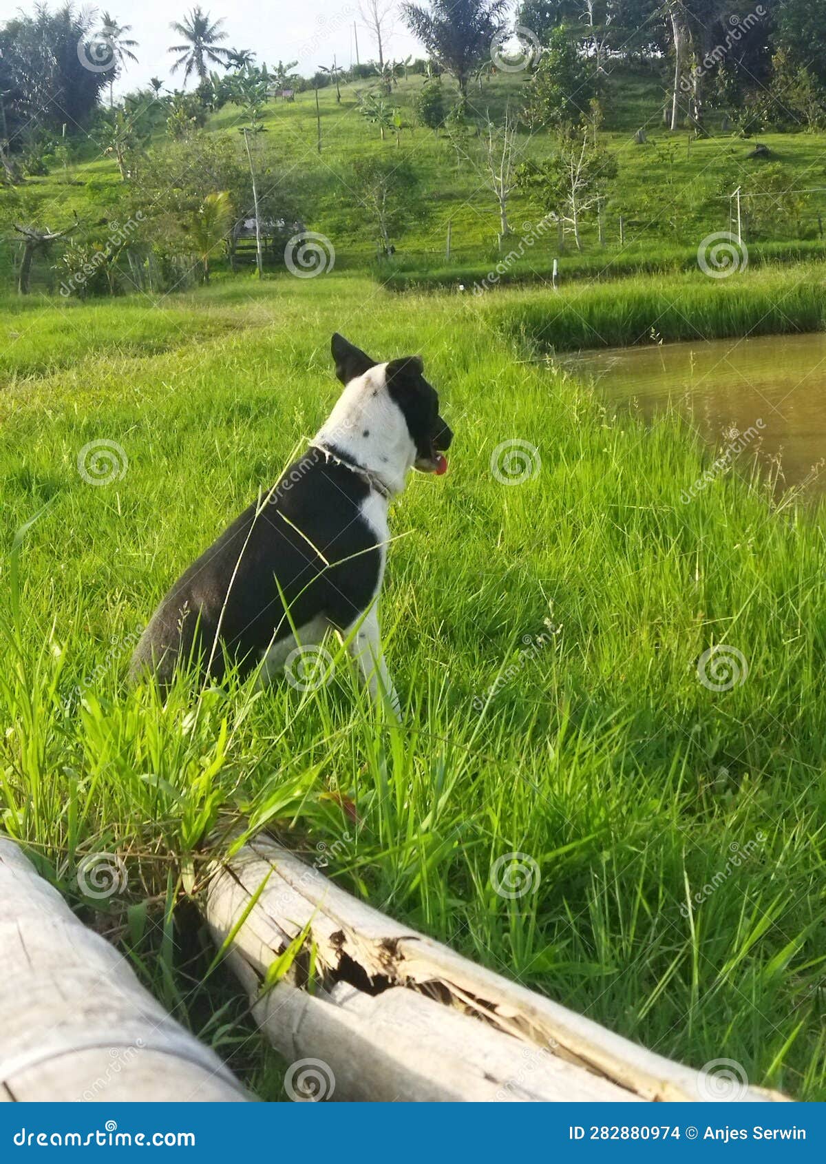 Random Dog in Field with Green Grass Stock Photo - Image of grass ...