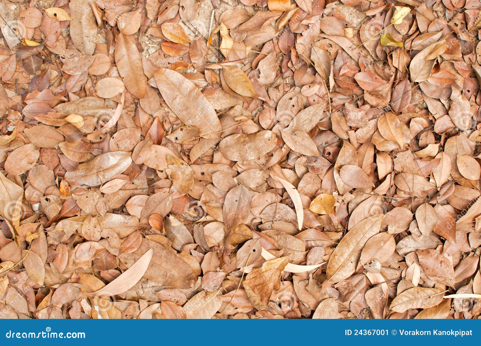 Random dry leaf on ground stock image. Image of cover - 24367001