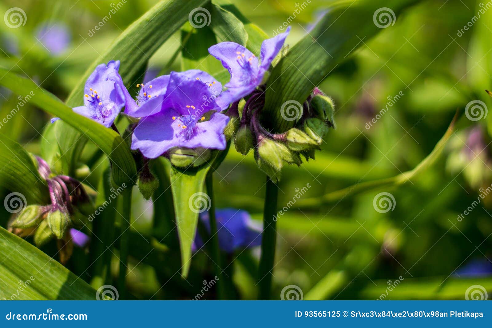 Purple Flower and Close Up Photography. Macro Photo of a Purple Flowers ...