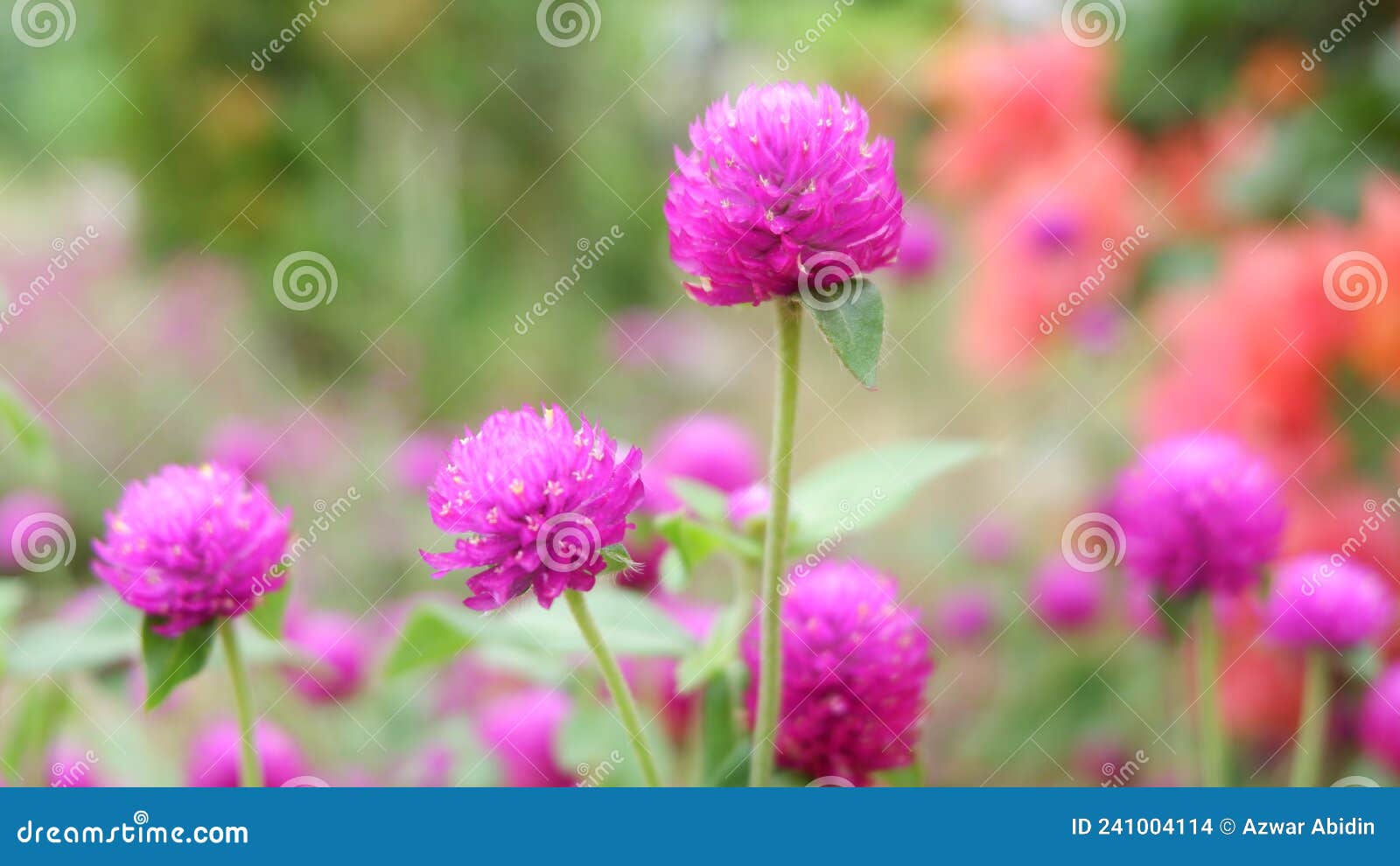 Random Flower in the Garden Stock Photo - Image of garden, grass: 241004114