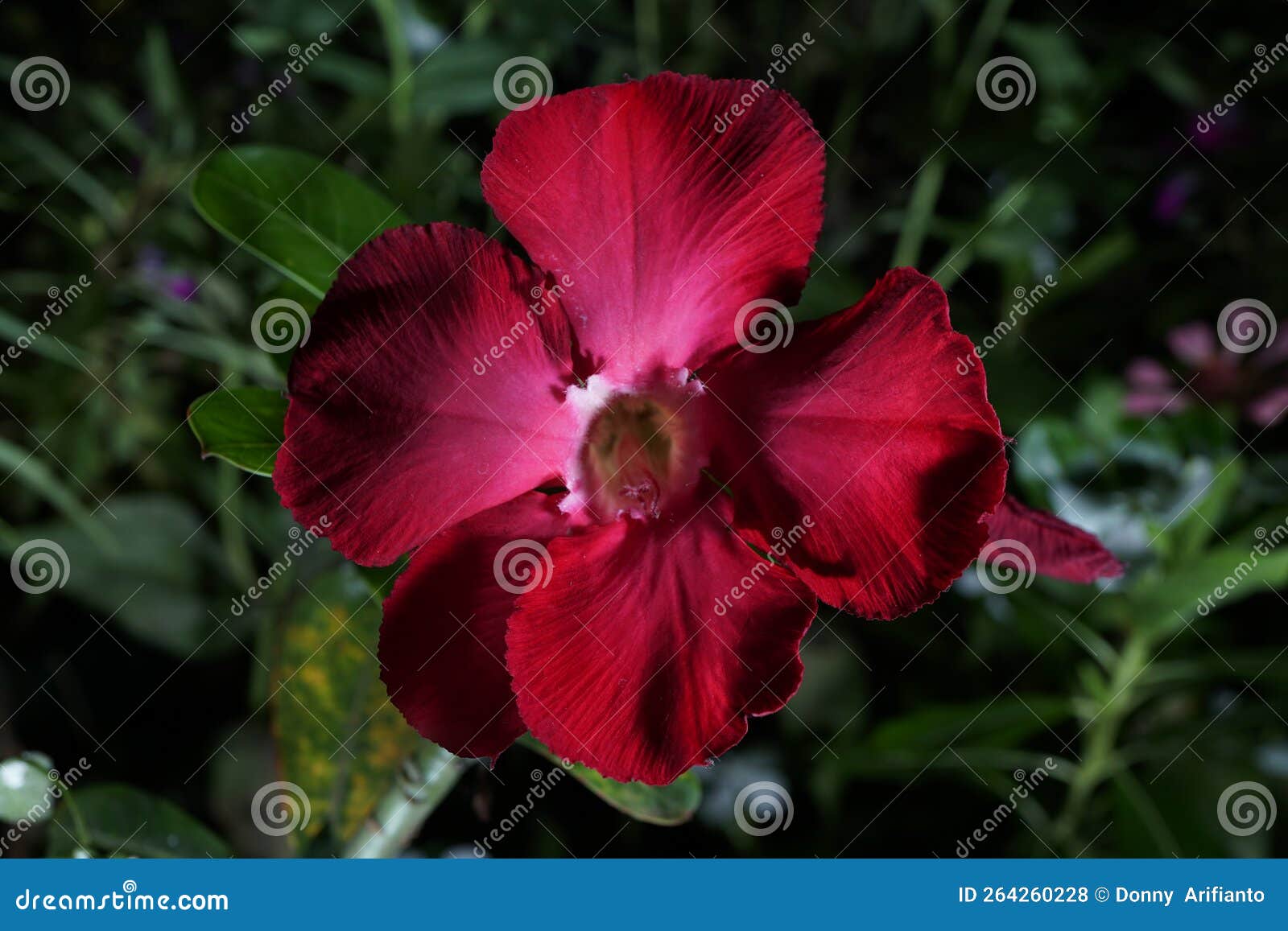 Flower13 stock photo. Image of random, plant, blossom - 264260228