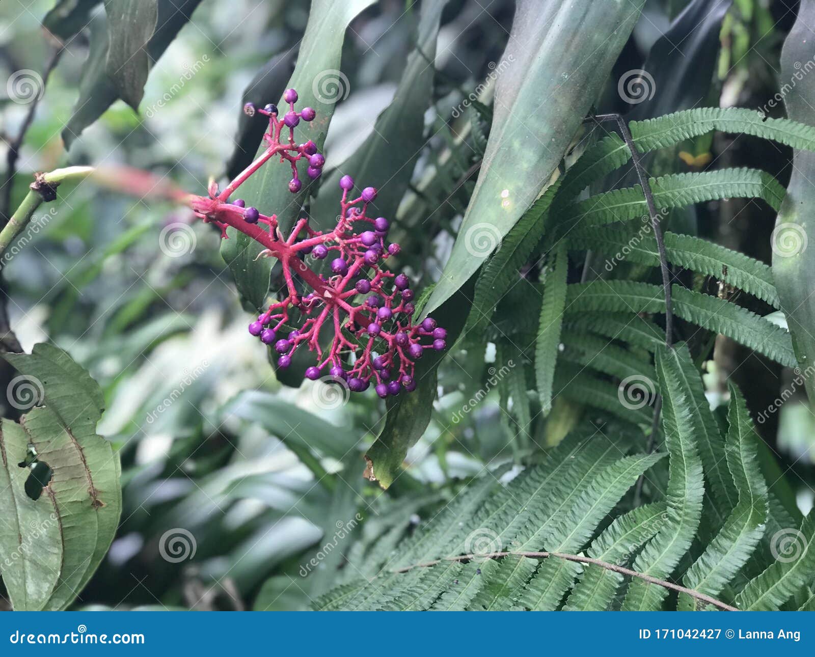 Random flower stock image. Image of purple, protrait - 171042427