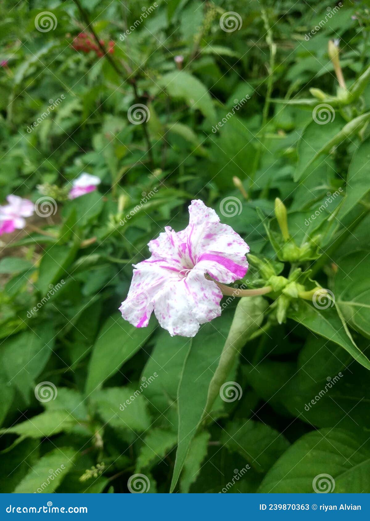 Random flower stock image. Image of page, flowers, decorating - 239870363