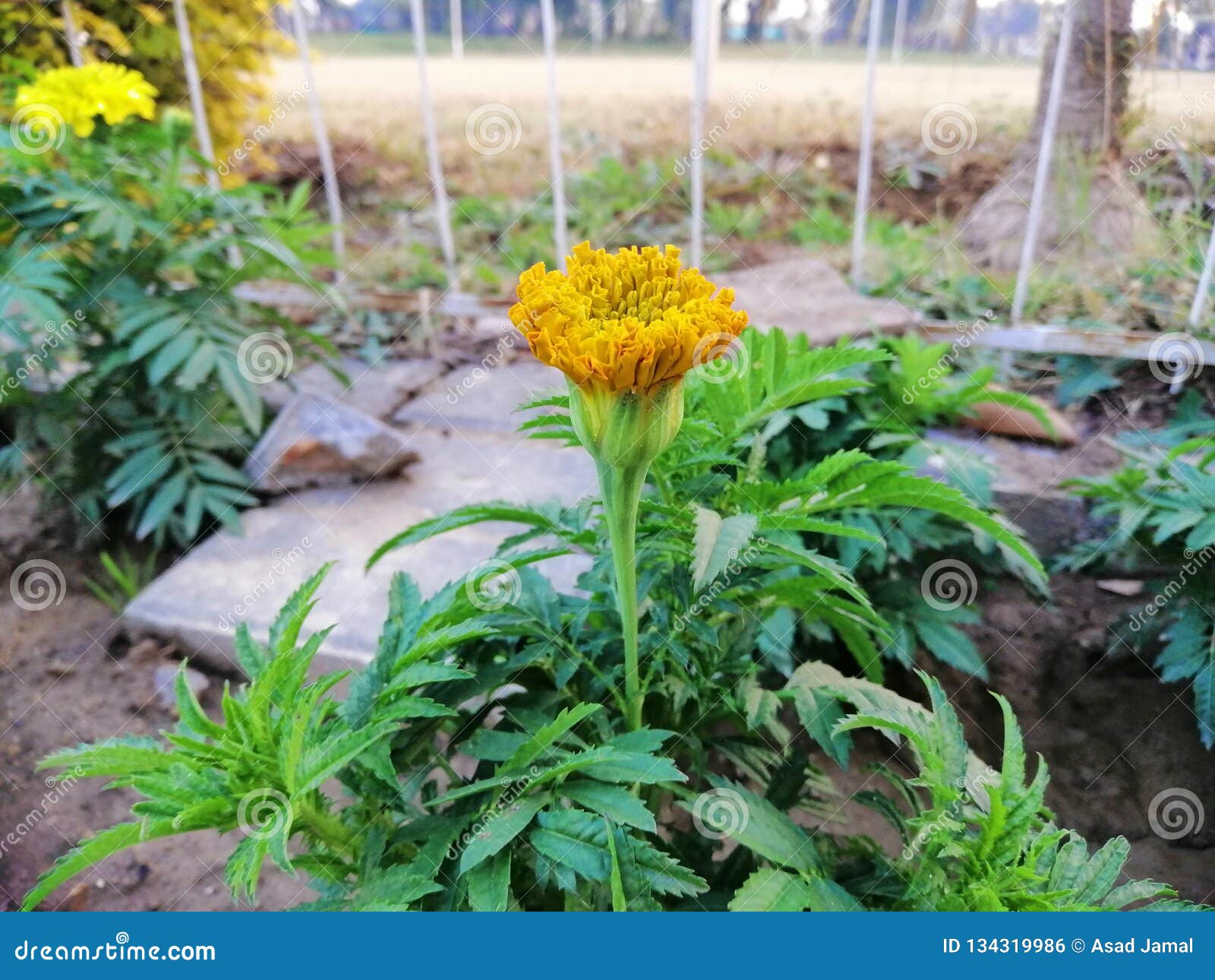 Random flower stock photo. Image of flowers, random - 134319986