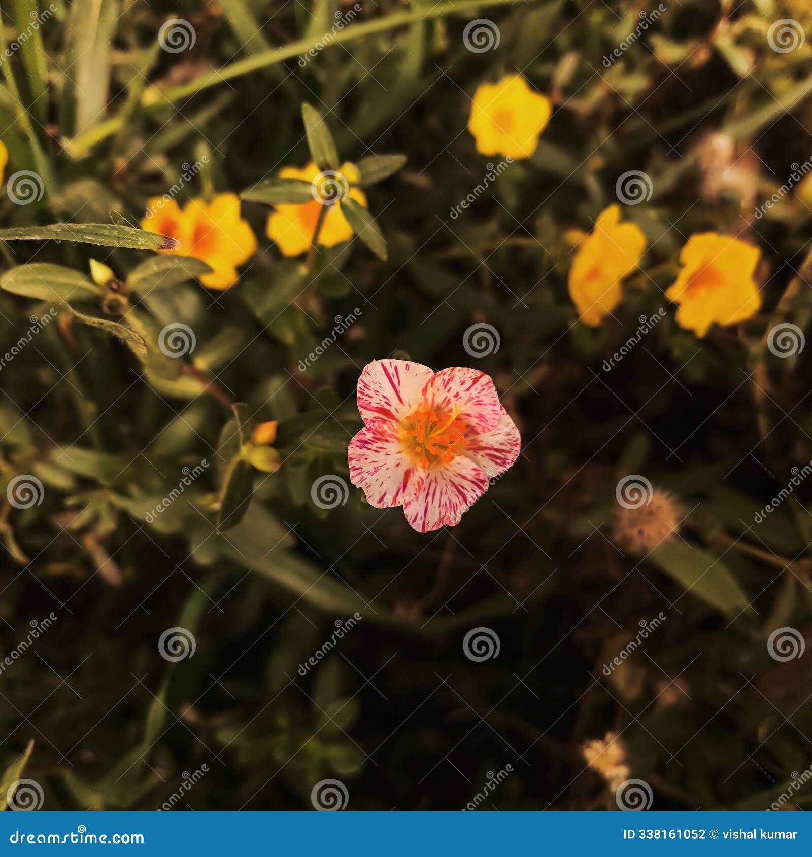 Random Forest Flower Seems Beautiful Stock Photo - Image of random ...