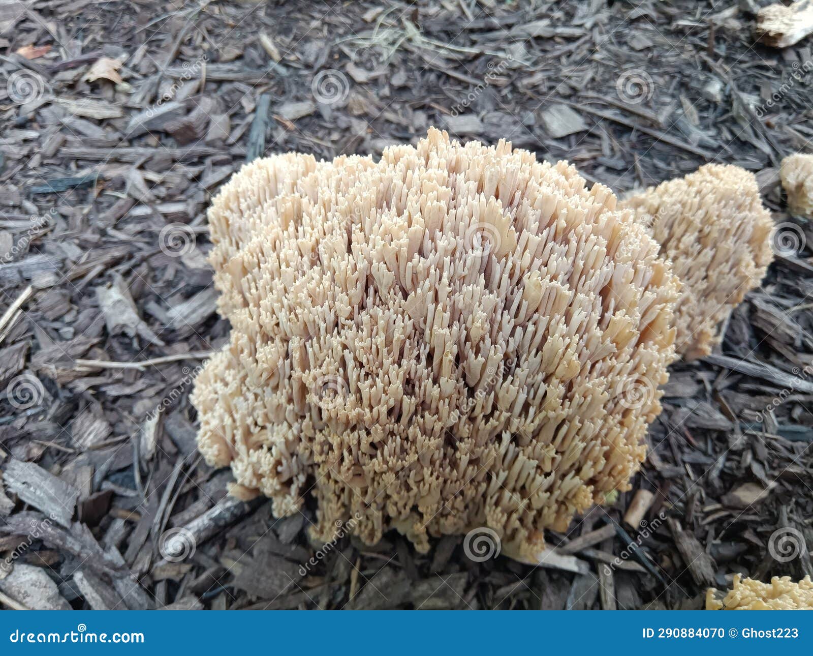 A Random Form of Fungus Grown Off of Wood Chips Stock Photo - Image of ...