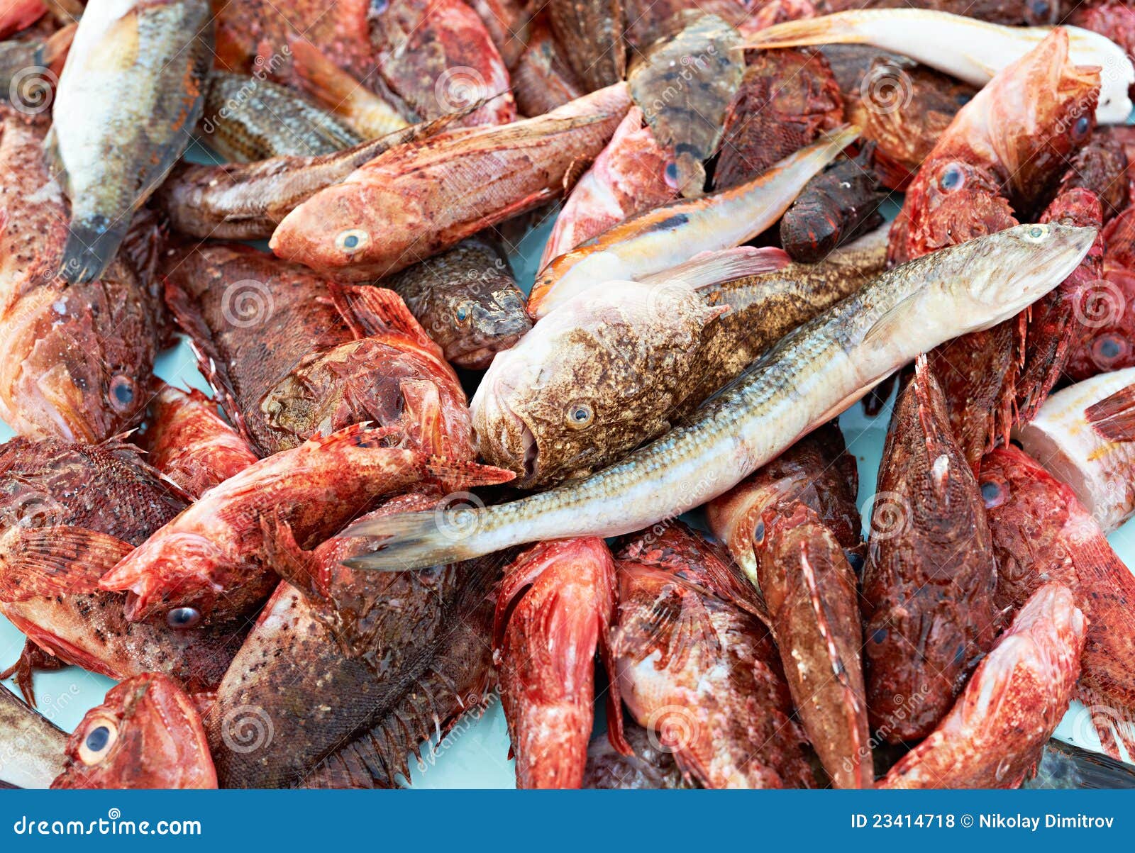 Random fresh fish for sale stock photo. Image of fish - 23414718