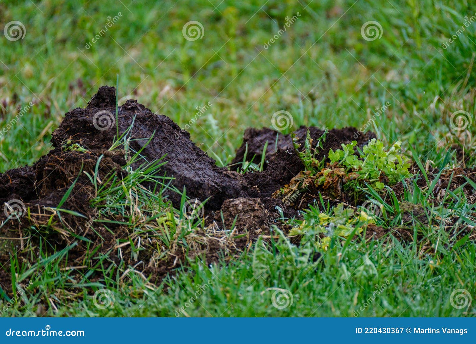 Random Garbage Junk Items Left in Nature Stock Image - Image of ...
