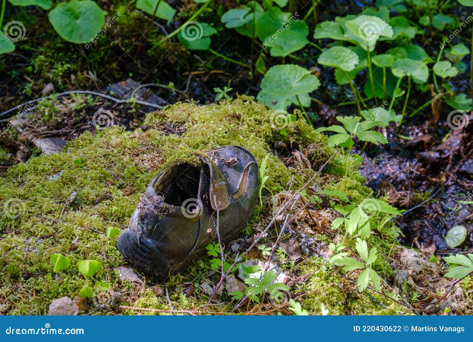 Random Garbage Junk Items Left in Nature Stock Photo - Image of wood ...