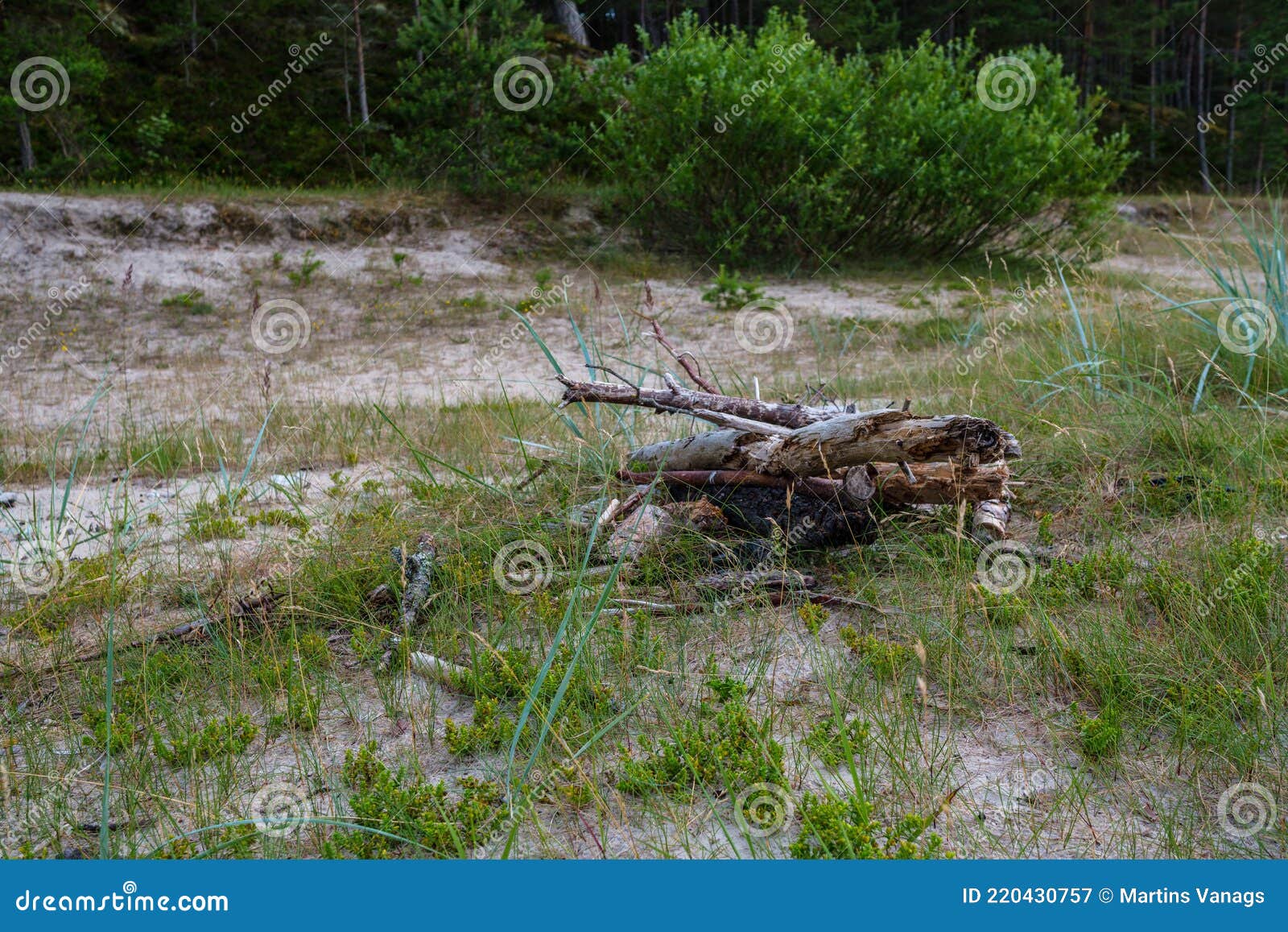 Random Garbage Junk Items Left in Nature Stock Image - Image of twig ...