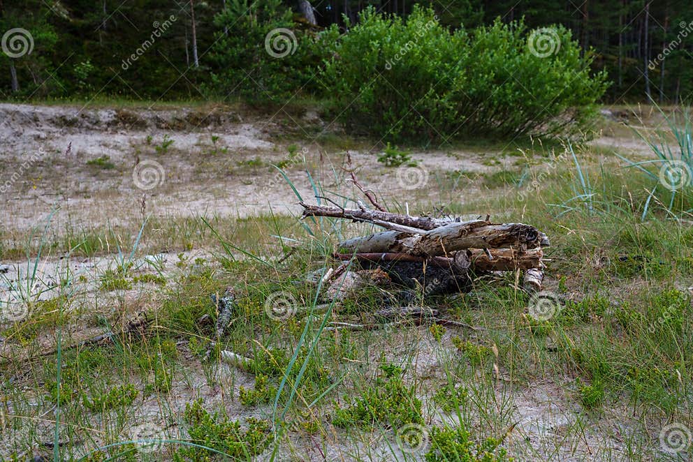 Random Garbage Junk Items Left in Nature Stock Image - Image of twig ...