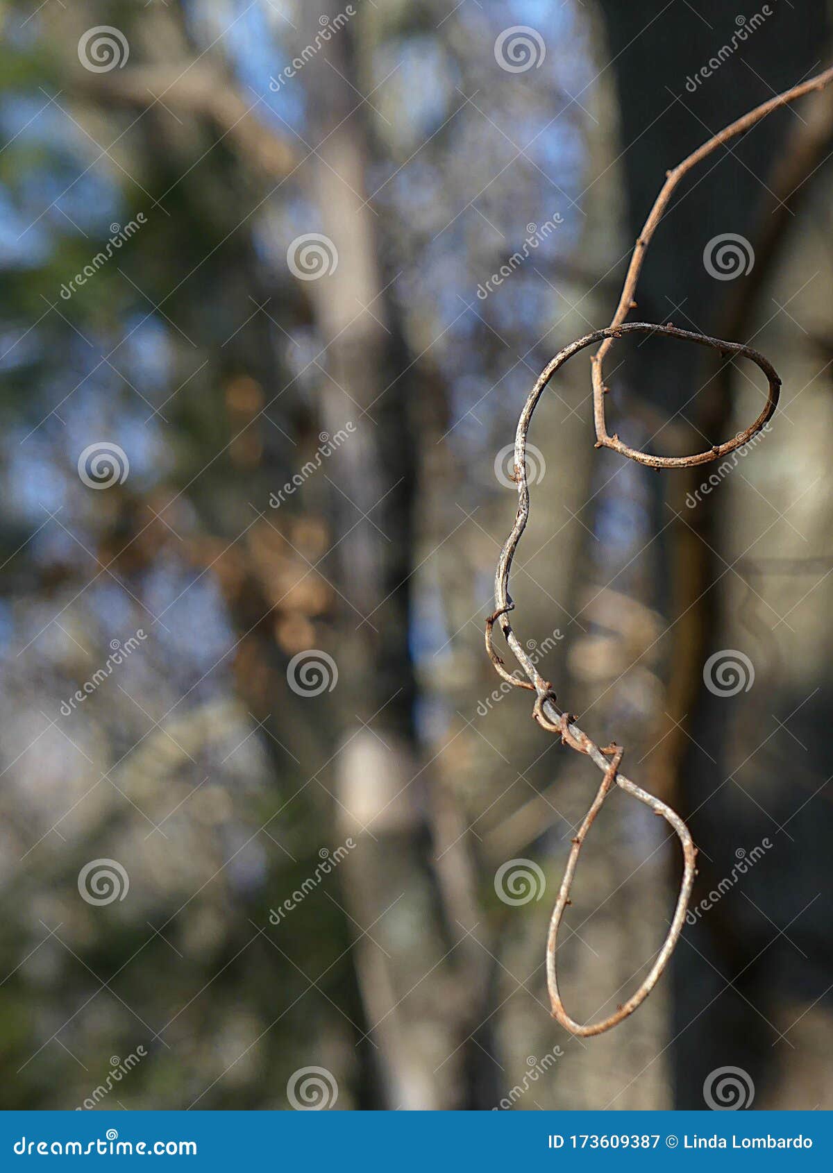 A Grapevine in the Forest Curling Back on Itself Creating Circles Stock ...