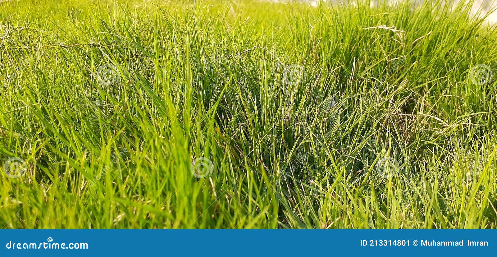 Random grass texture stock image. Image of texture, fields - 213314801