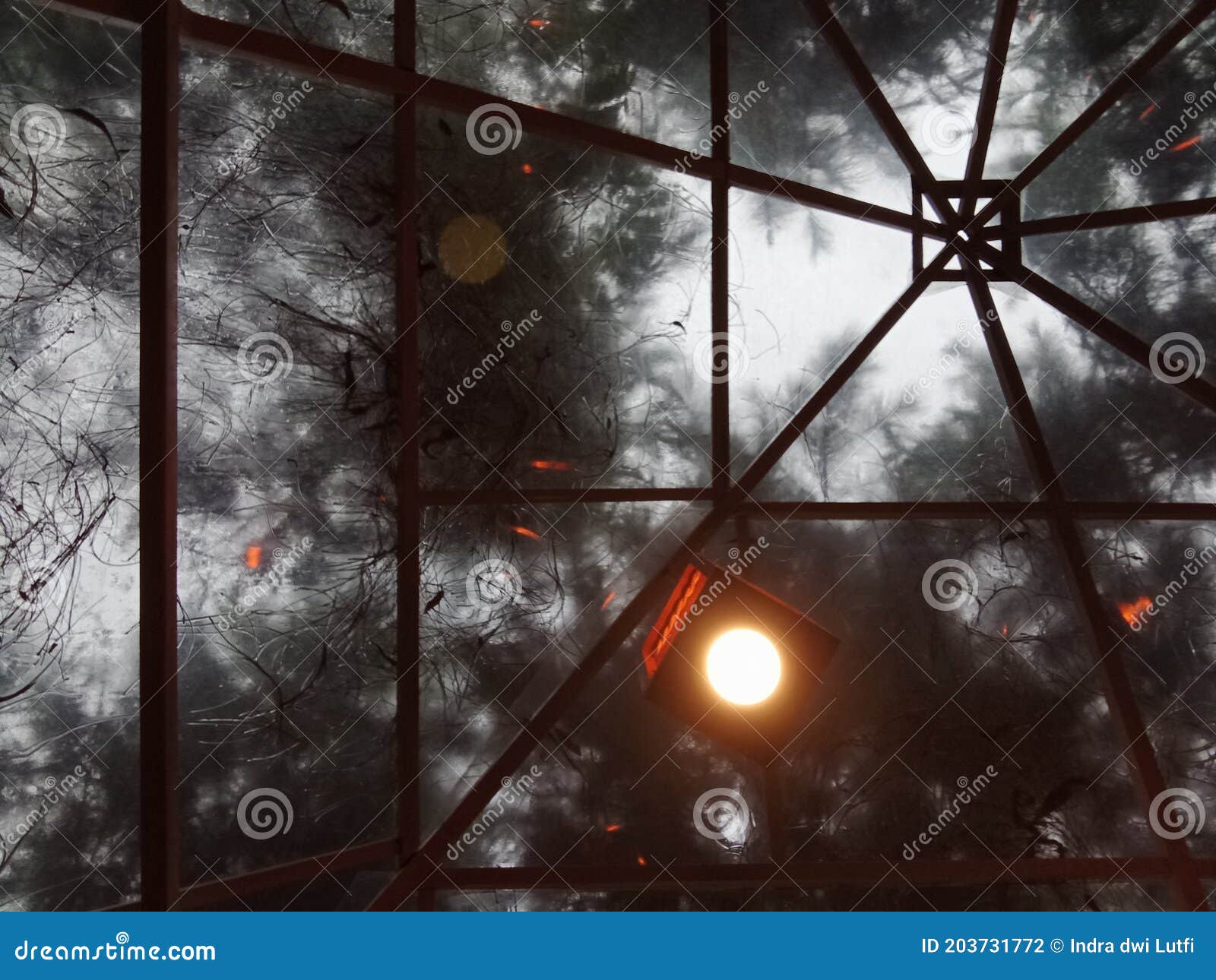Random light in forest stock photo. Image of reflection - 203731772
