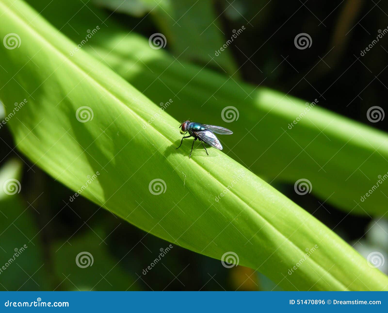 Random Macro Shot of a Fly. Stock Photo - Image of house, pretty: 51470896
